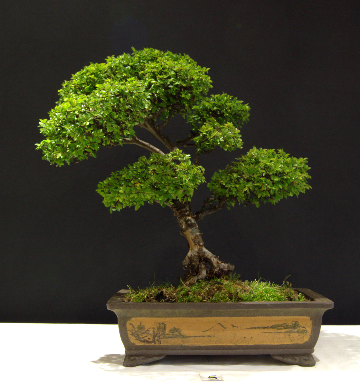 June tree of the month