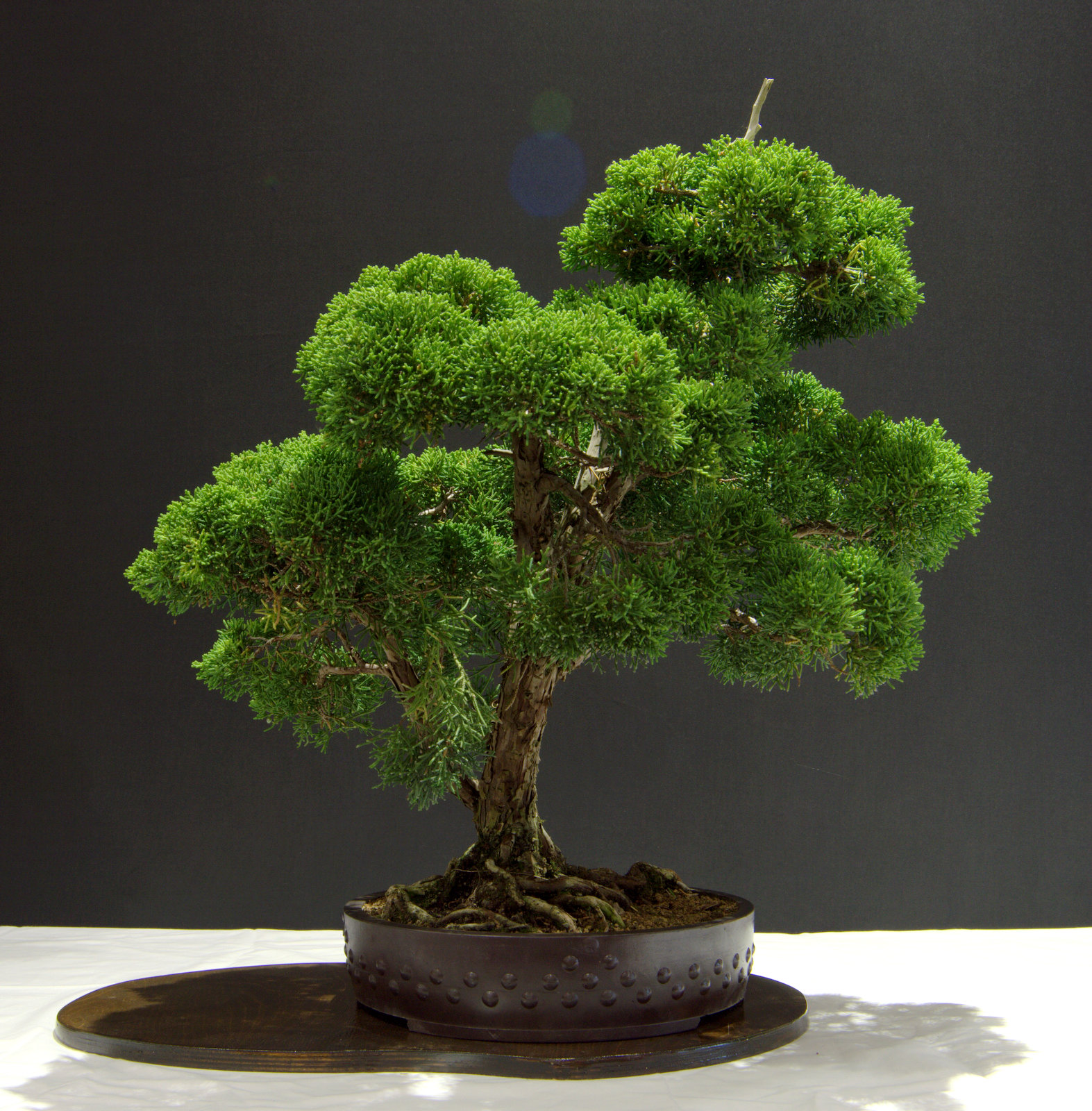 August tree of the month