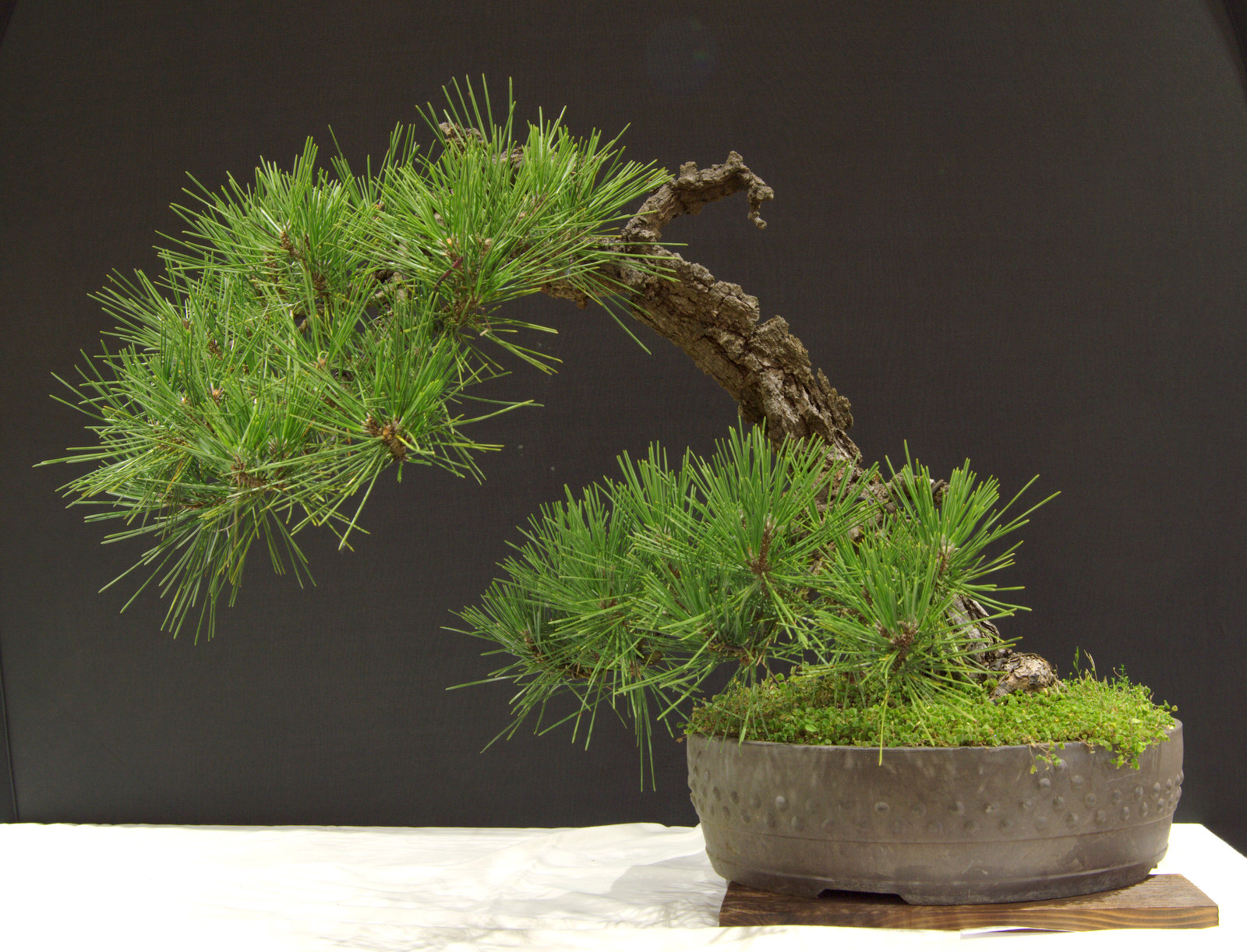 August tree of the month