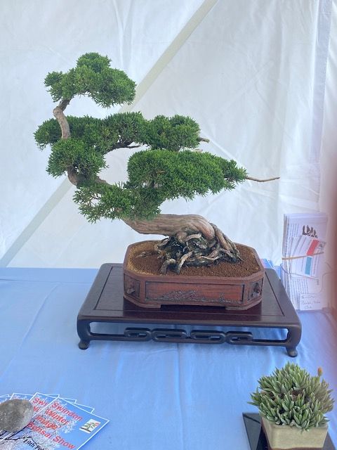 Wanborough Show update 2022 - Swindon & District Bonsai