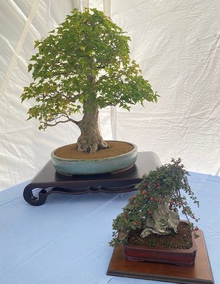 Wanborough Show update 2022 - Swindon & District Bonsai