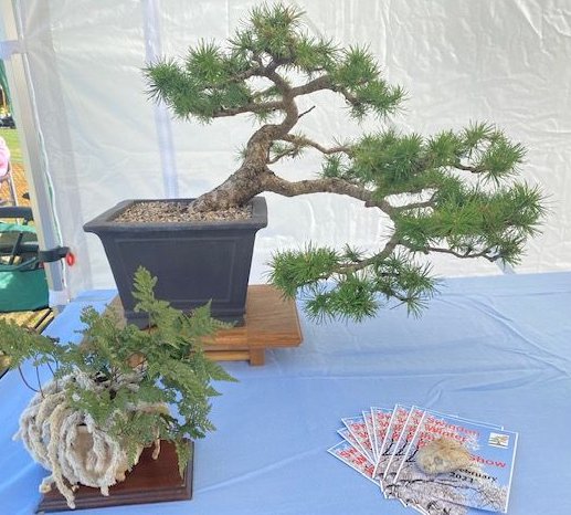 Wanborough Show update 2022 - Swindon & District Bonsai