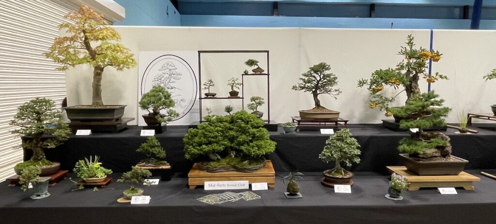 Bonsai Clubs @ 11th UKBA Heathrow Bonsai Show - Swindon & District Bonsai
