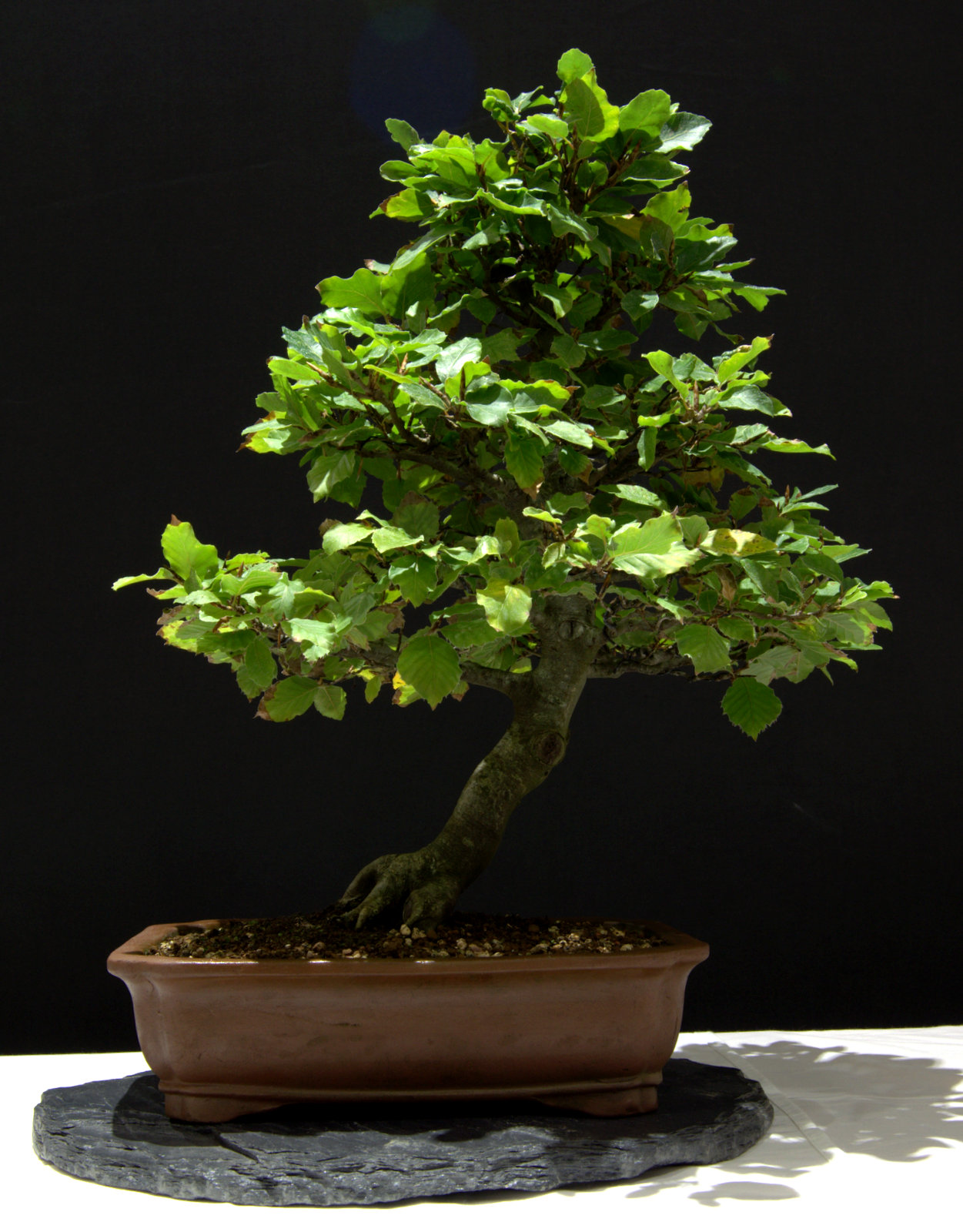 October tree of month