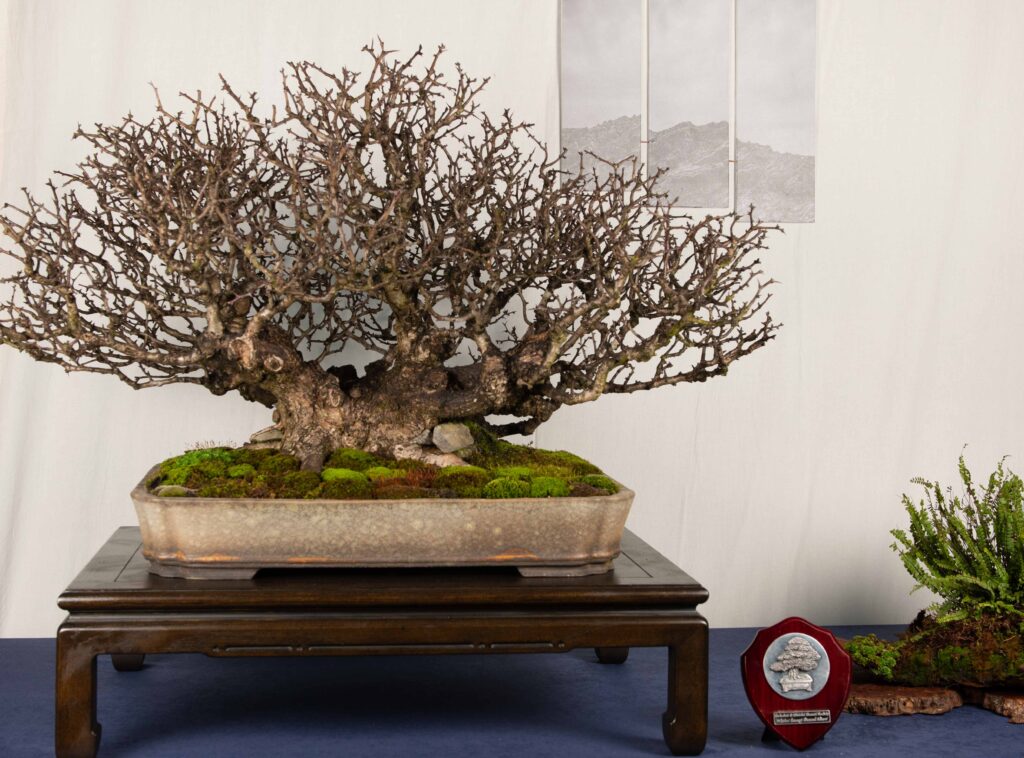 Award Winners Pictures - Swindon & District Bonsai