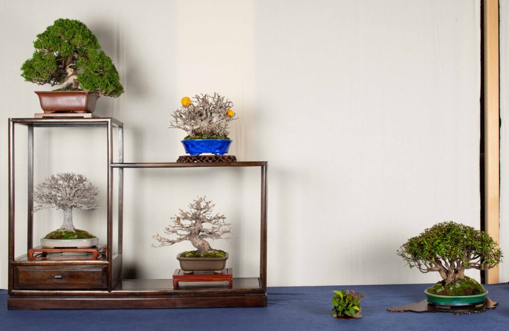 Award Winners Pictures - Swindon & District Bonsai