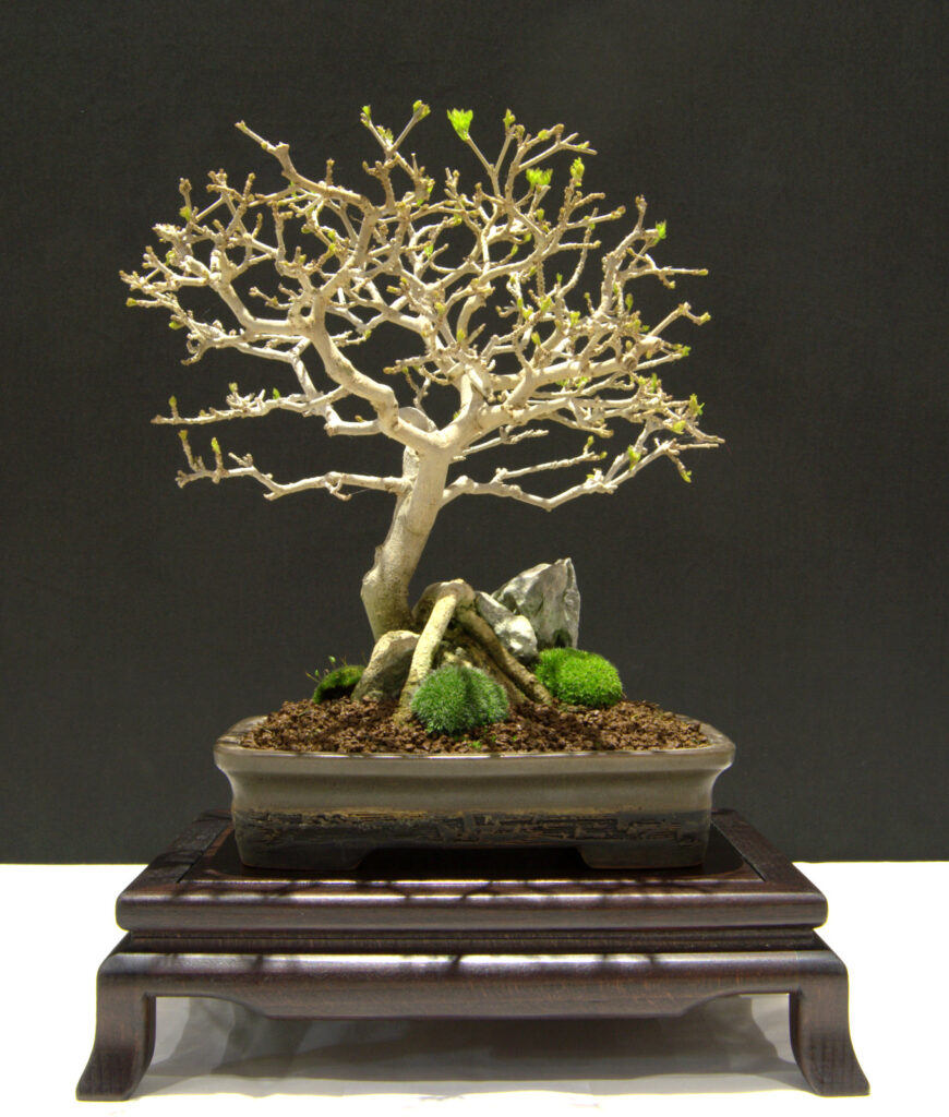 February tree of the month