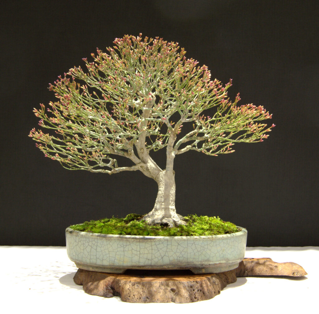 February tree of the month - Swindon & District Bonsai