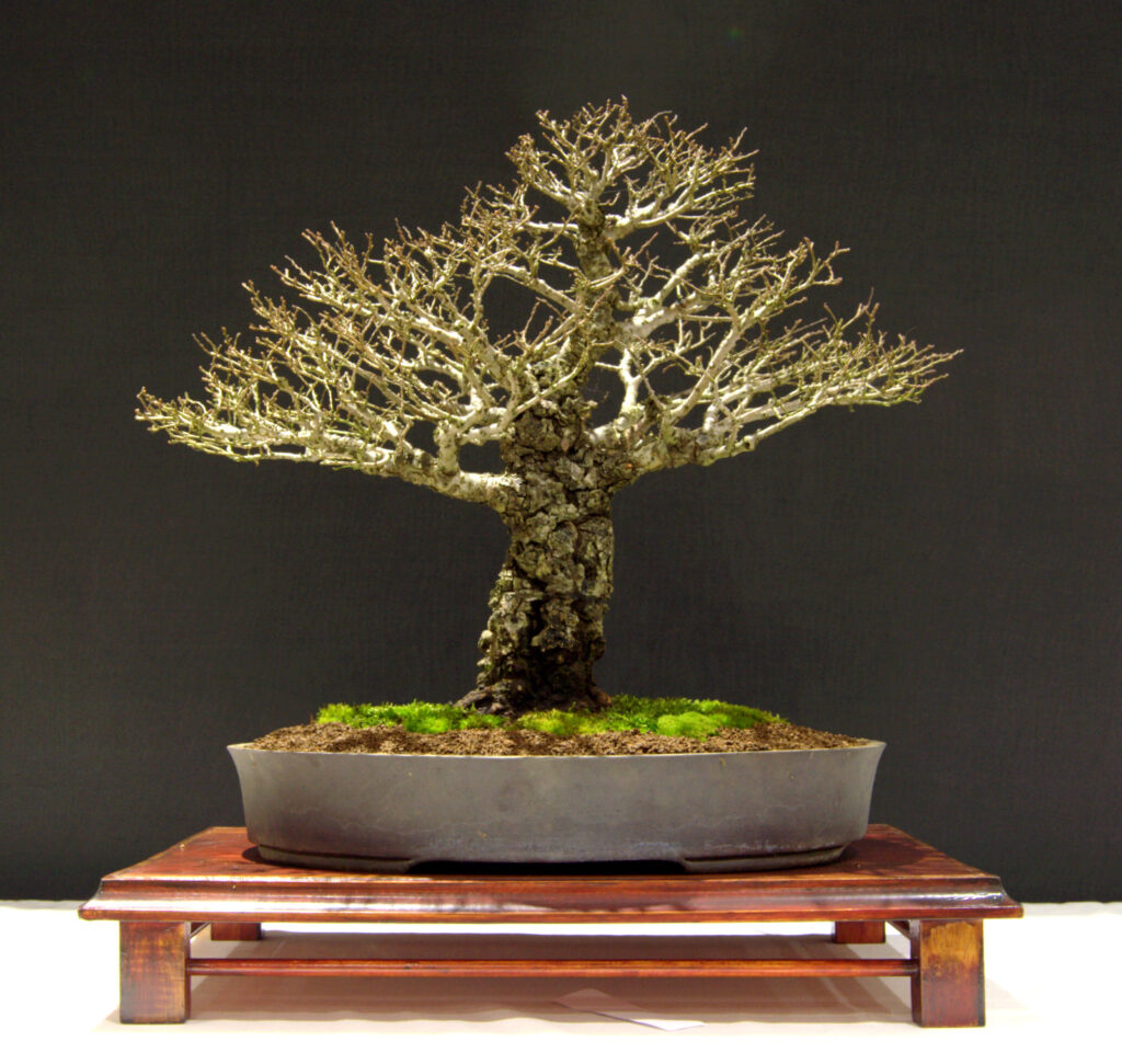 February tree of the month - Swindon & District Bonsai