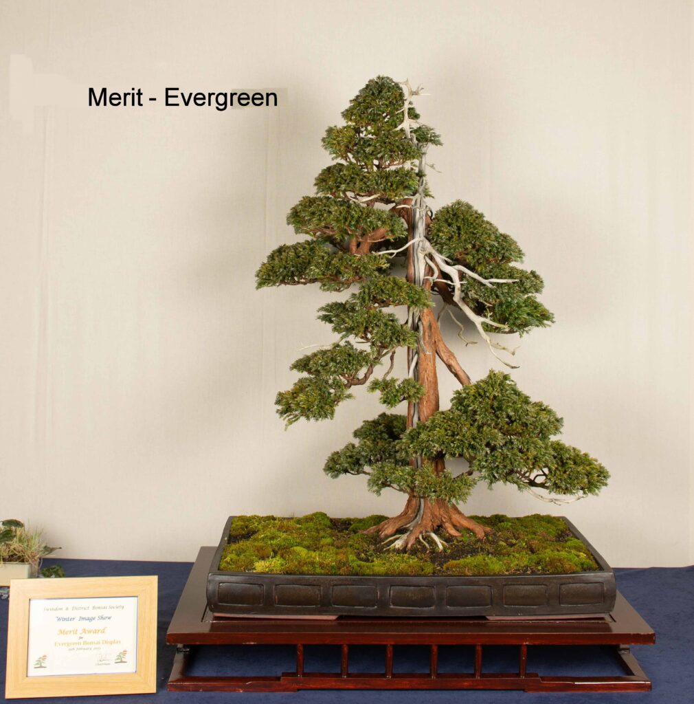 Merit Award Winners......... - Swindon & District Bonsai