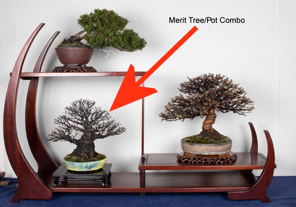 Merit Award Winners......... - Swindon & District Bonsai