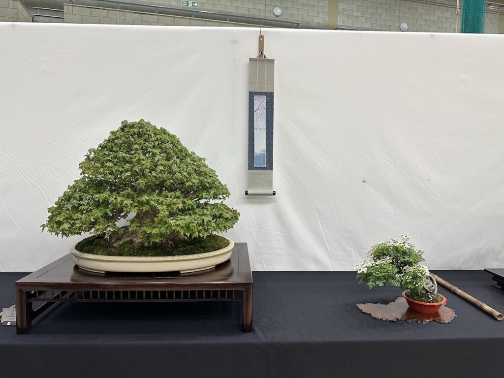 Winners at EXPO 2023 - Swindon & District Bonsai