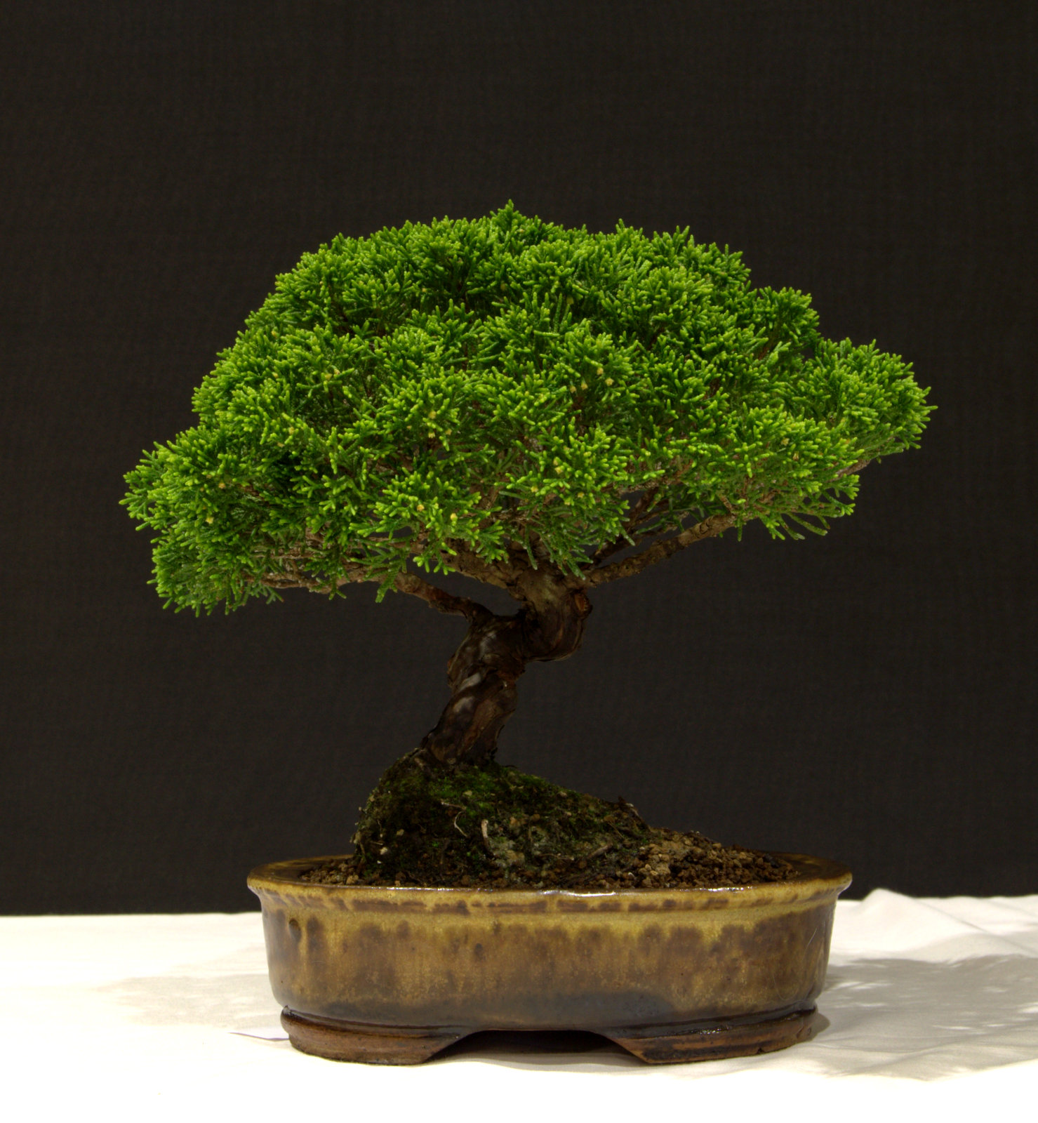 May tree of the month - Swindon & District Bonsai