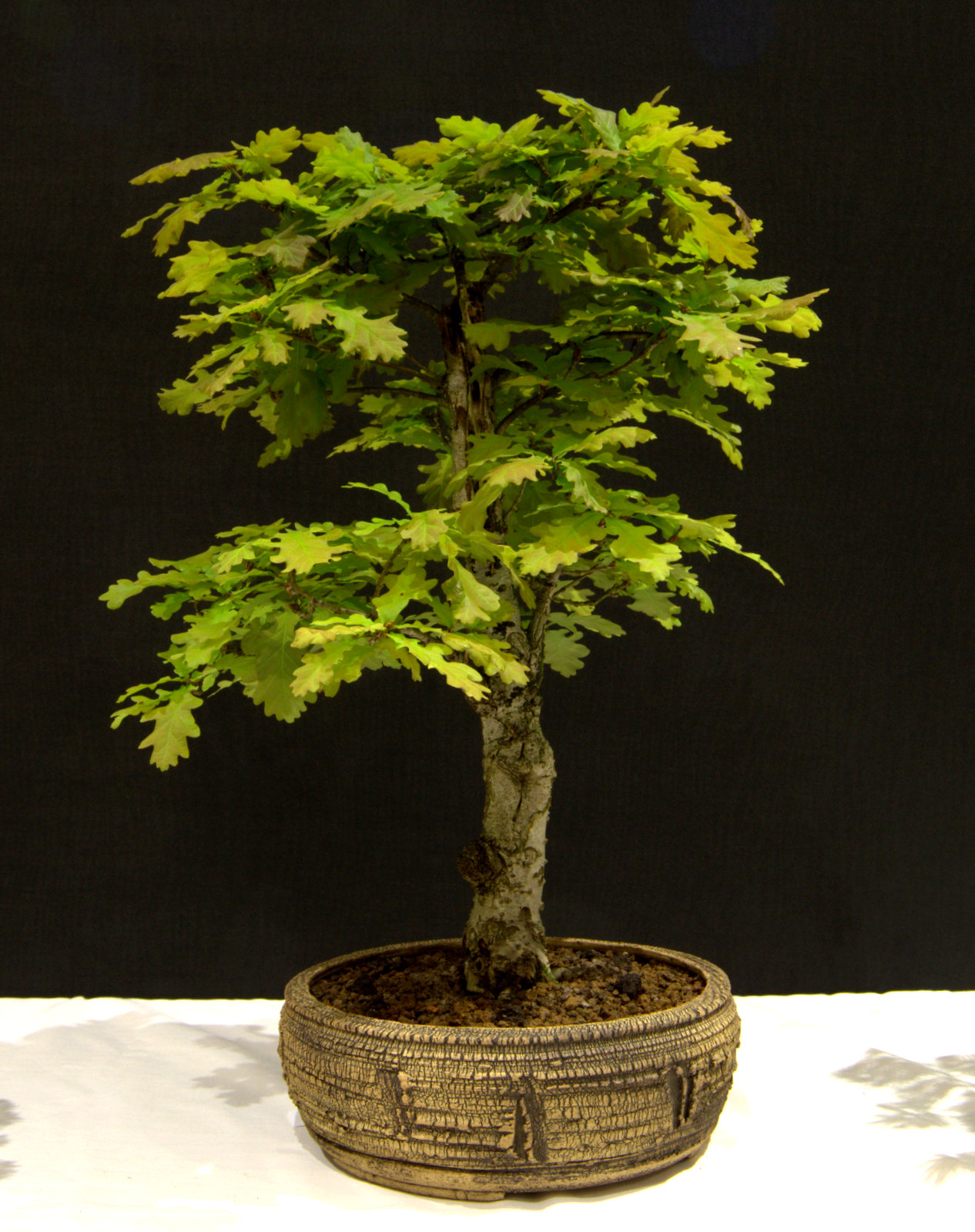 May tree of the month - Swindon & District Bonsai