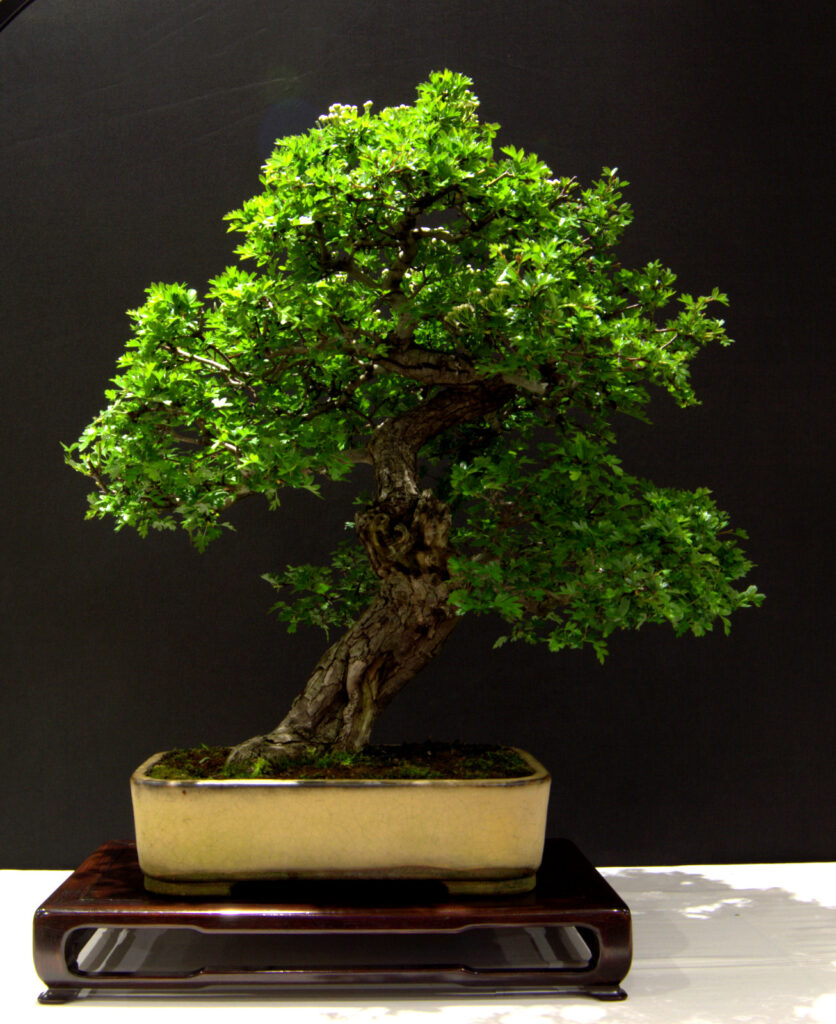 May tree of the month - Swindon & District Bonsai