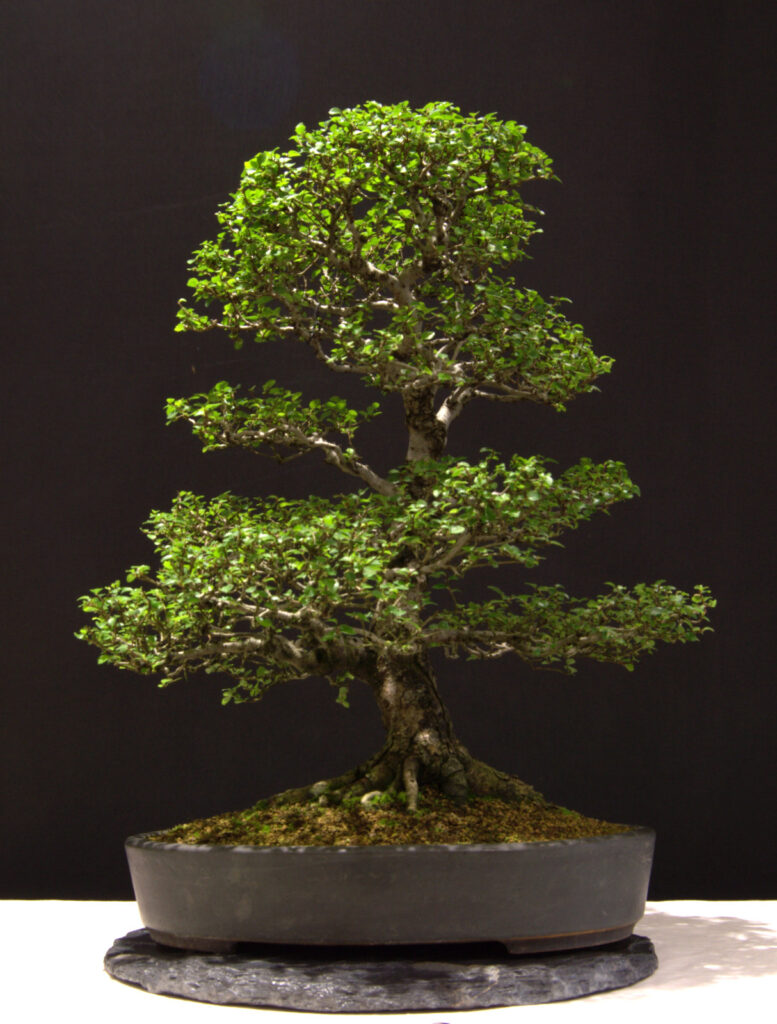 June tree of the month