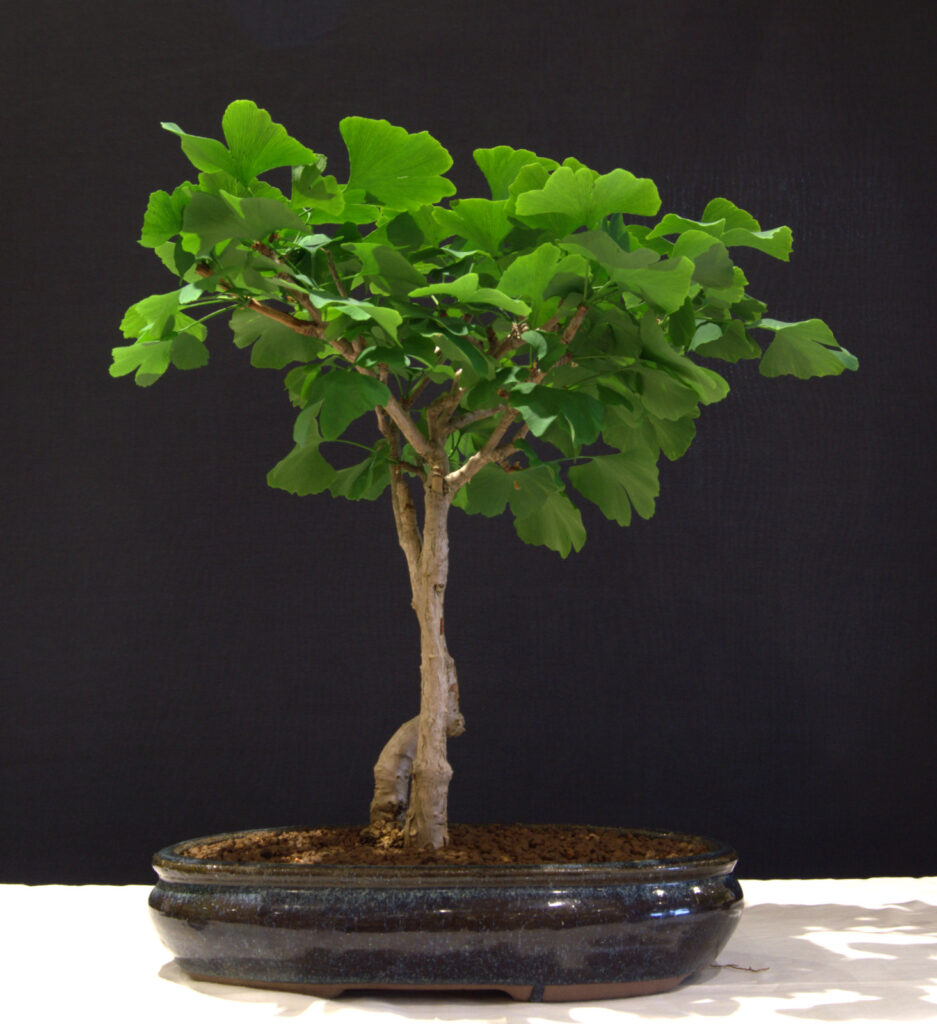 June tree of the month - Swindon & District Bonsai