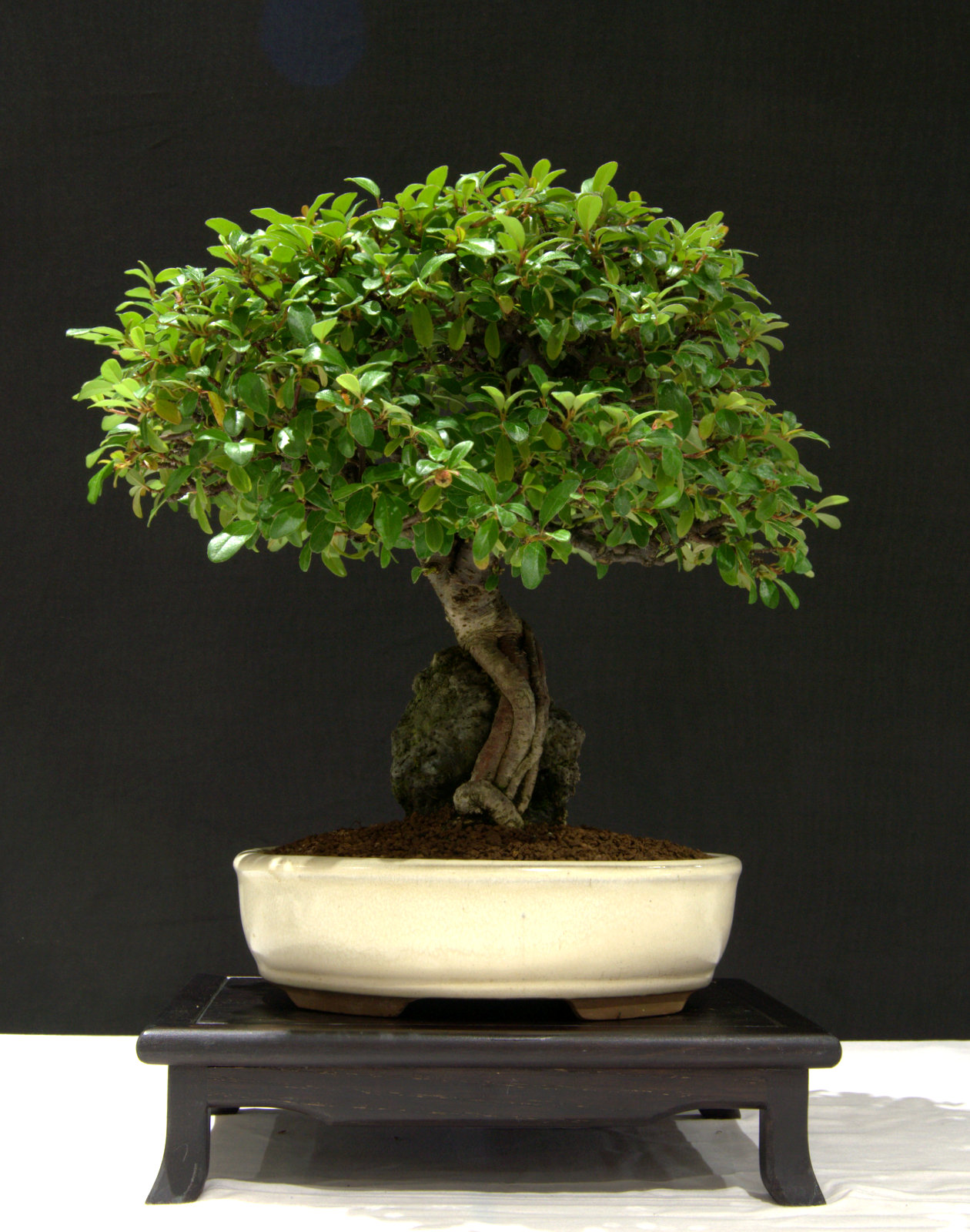 July tree of the month