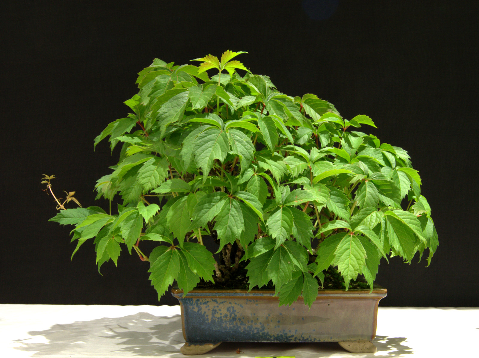 July tree of the month