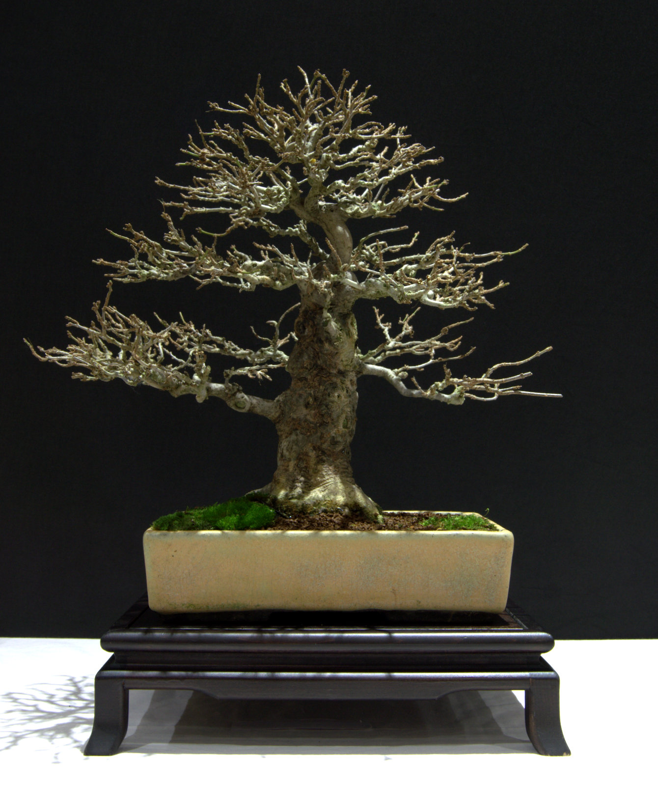 January tree of the month - Swindon & District Bonsai