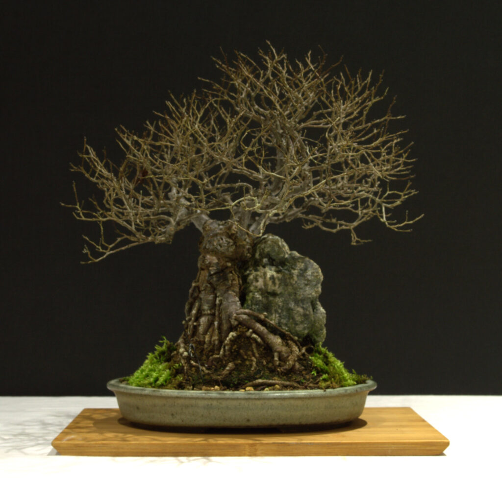 February tree of the month - Swindon & District Bonsai