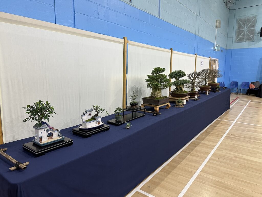 Swindon Winter Image Show 2024 - Swindon & District Bonsai