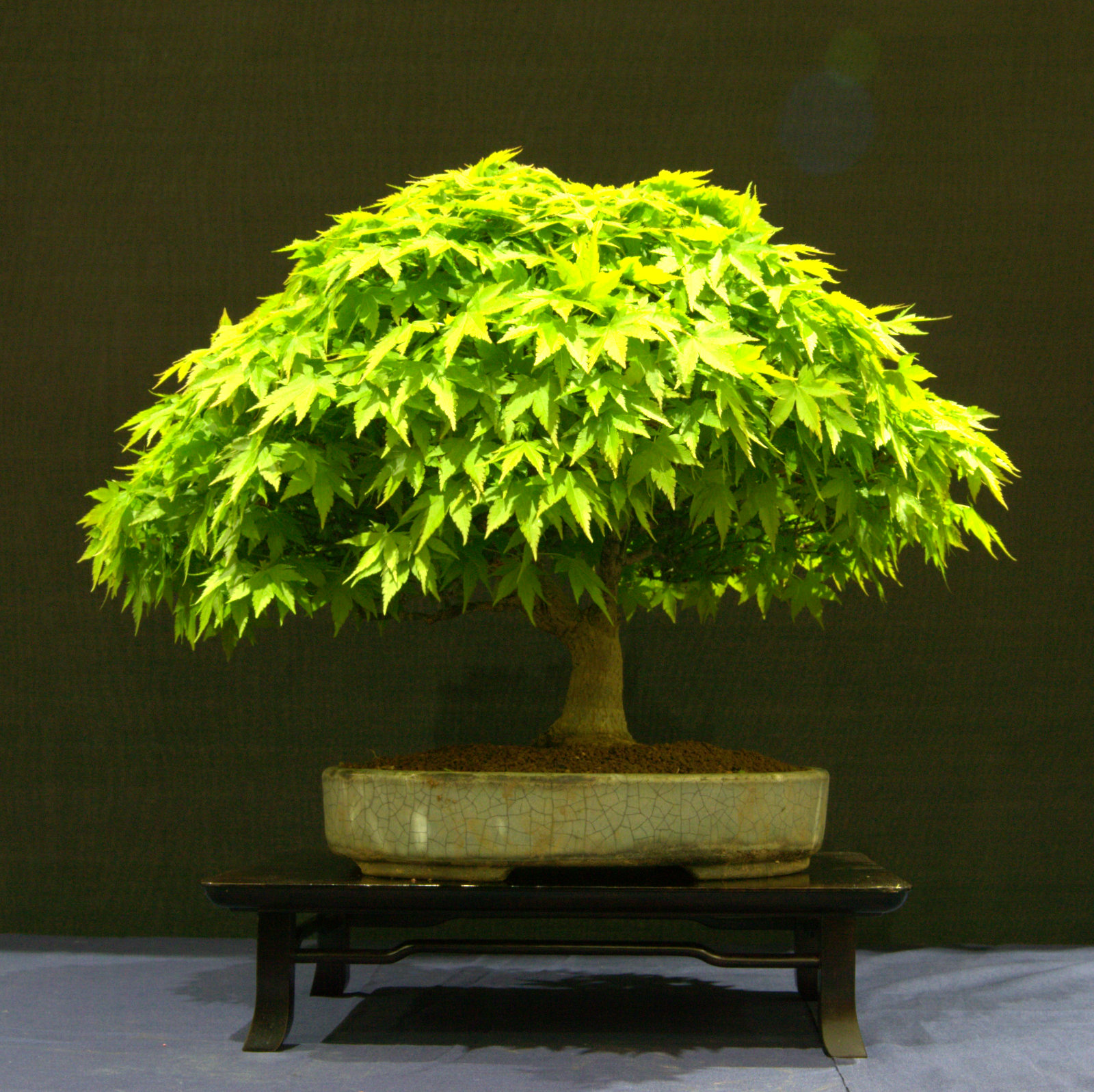 March trees - Swindon & District Bonsai
