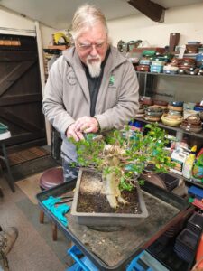 Workshop with John Trott - Swindon & District Bonsai