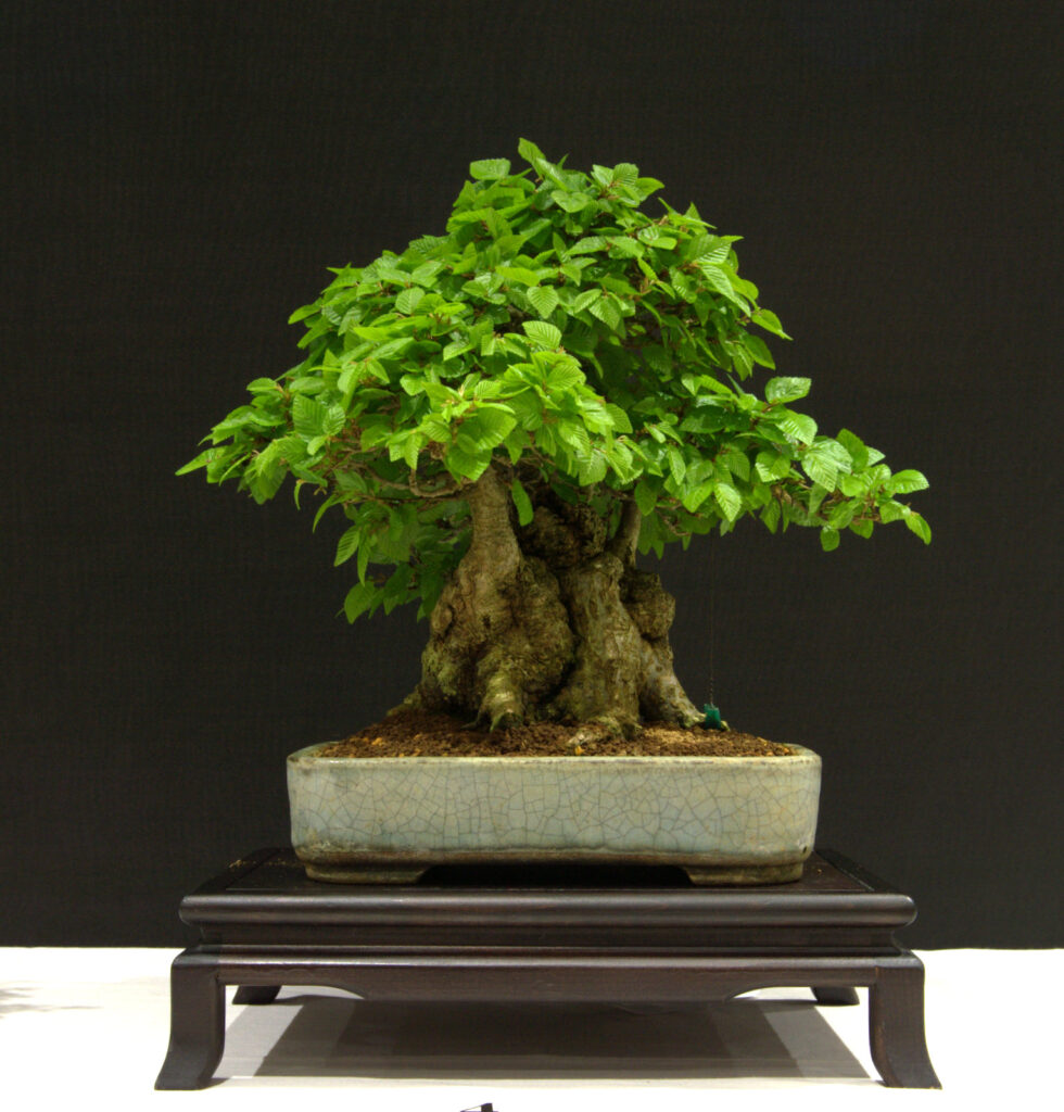 April tree of the month - Swindon & District Bonsai