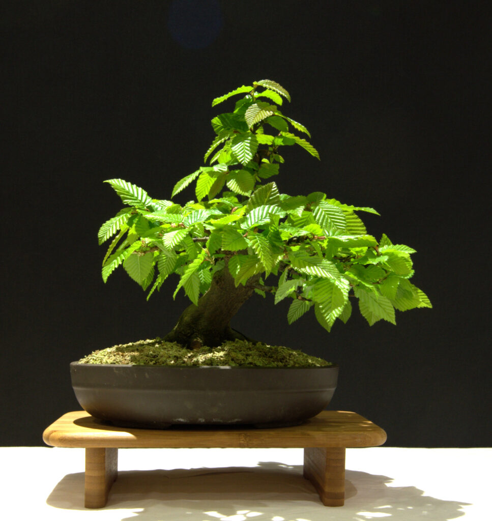 April tree of the month - Swindon & District Bonsai
