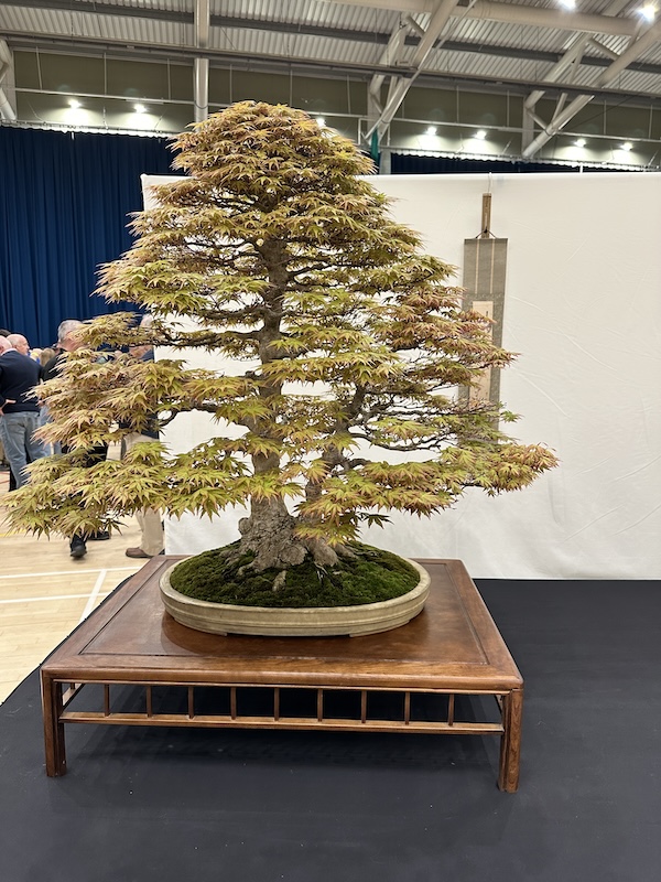 EXPO UKBA 5th Bonsai Show 2024 - Swindon & District Bonsai
