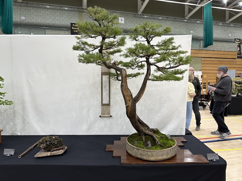EXPO UKBA 5th Bonsai Show 2024 - Swindon & District Bonsai