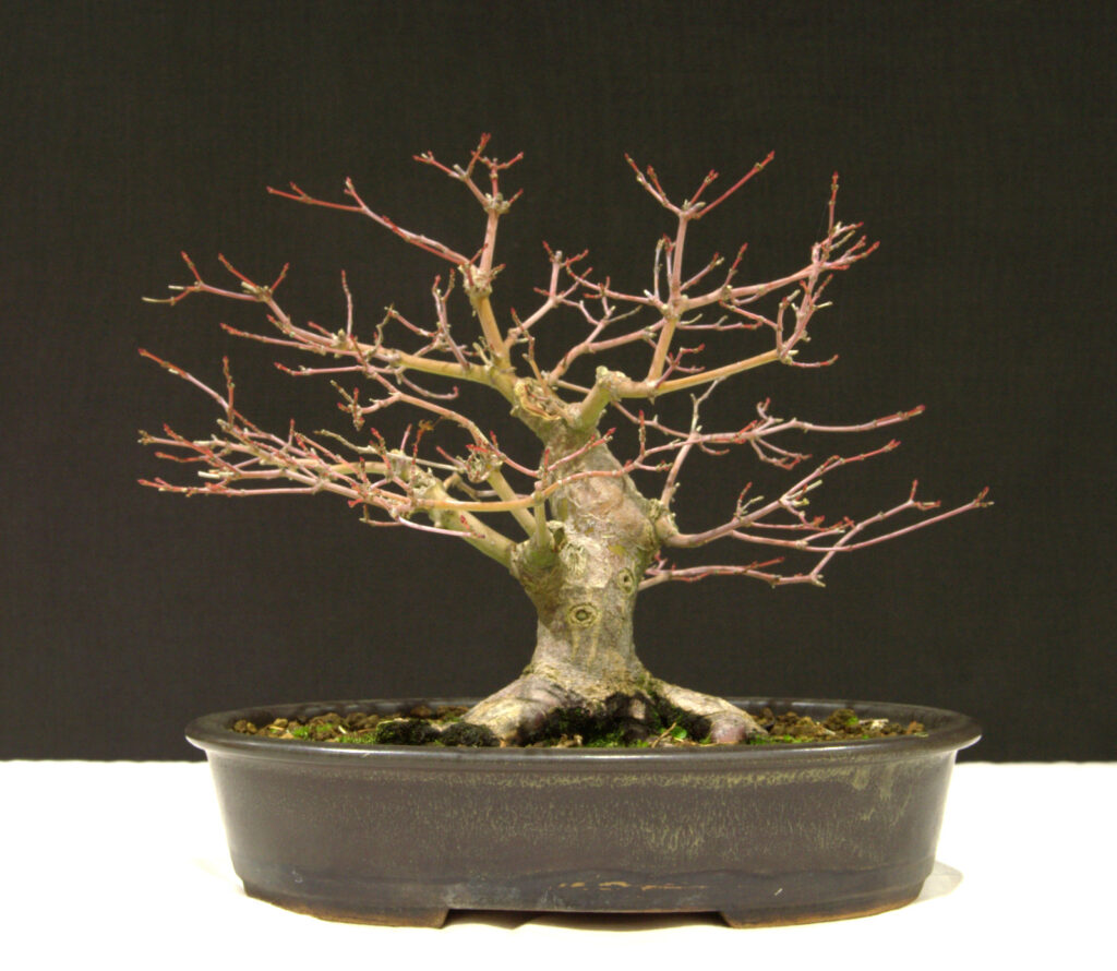 November tree of the month - Swindon & District Bonsai