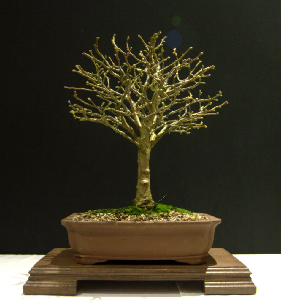February tree of the month - Swindon & District Bonsai