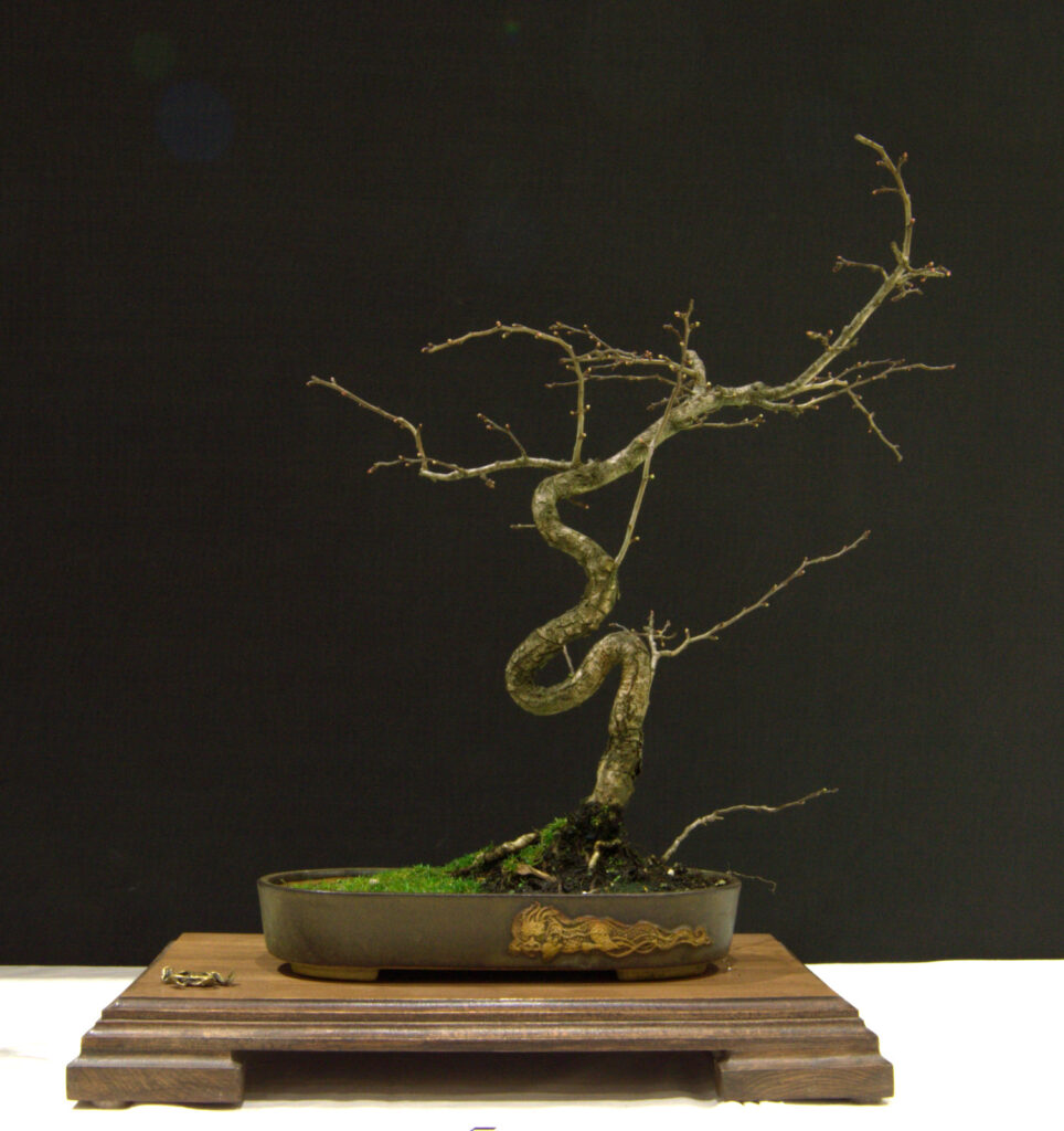 February tree of the month - Swindon & District Bonsai
