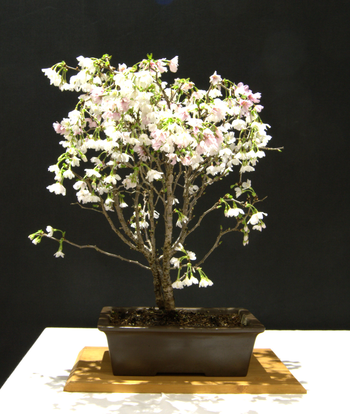 Spring display at our March meeting - Swindon & District Bonsai