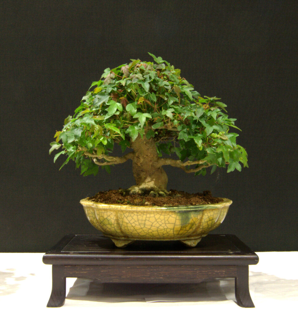 May tree of the month - Swindon & District Bonsai