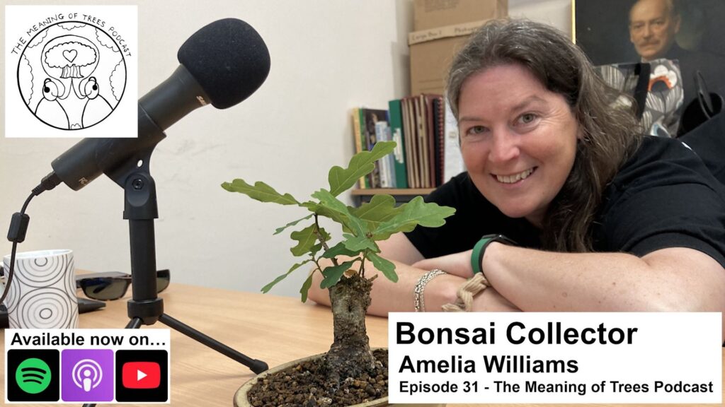 Bonsai Collector - Amelia Williams - Swindon & District Bonsai
