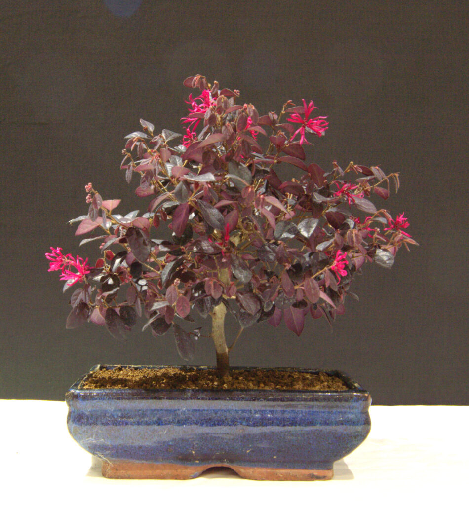 August tree of the month - Swindon & District Bonsai
