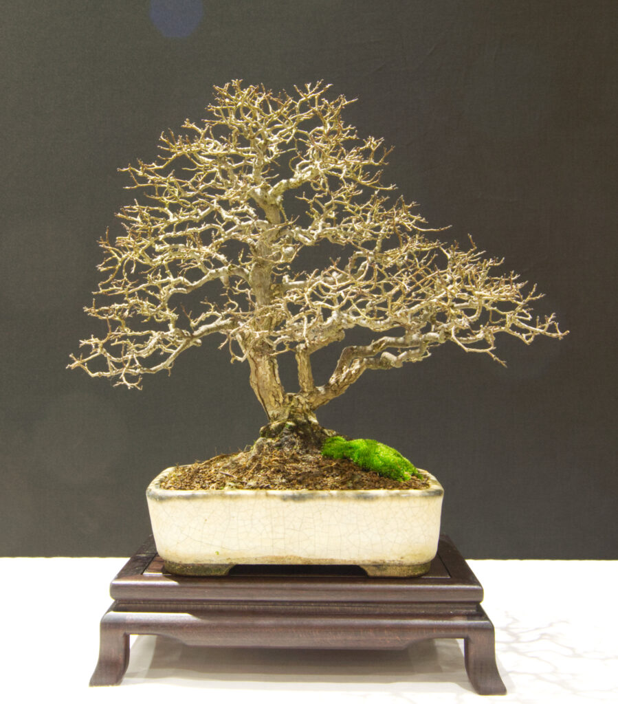 February tree of the month - Swindon & District Bonsai