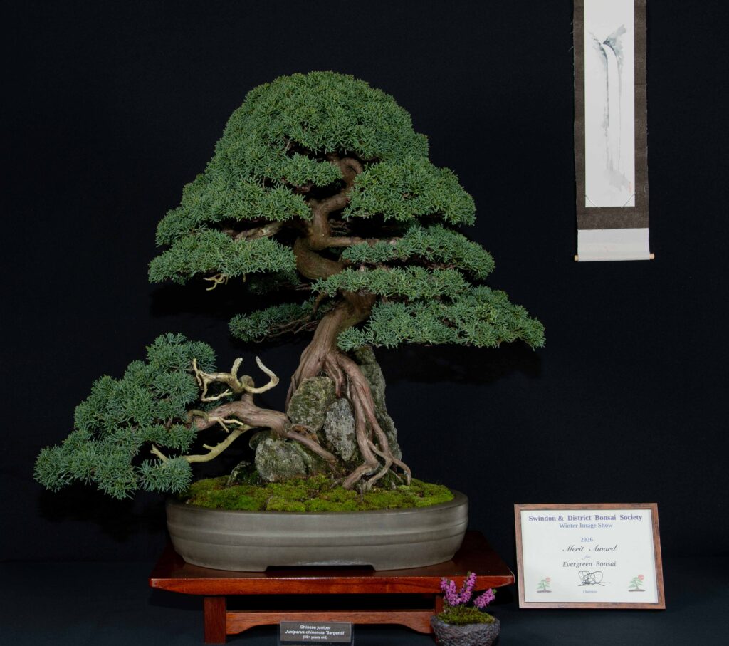 Swindon 'Winter Image' show 2026 - Merit Awards - Swindon & District Bonsai